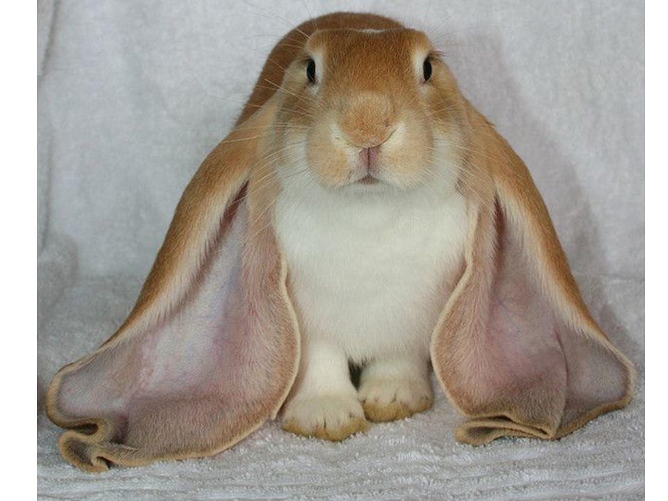 Do Different Animals have Different Ears? - Little to Great Scientists