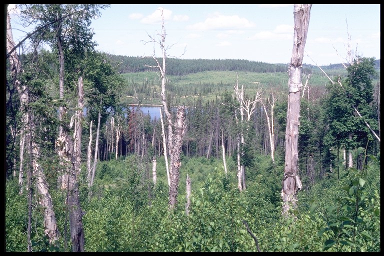 Ecosystems - Little to Great Scientists