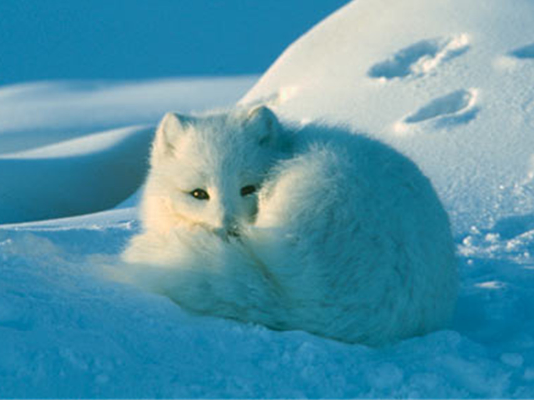 How do Animals Survive the Cold? - Little to Great Scientists