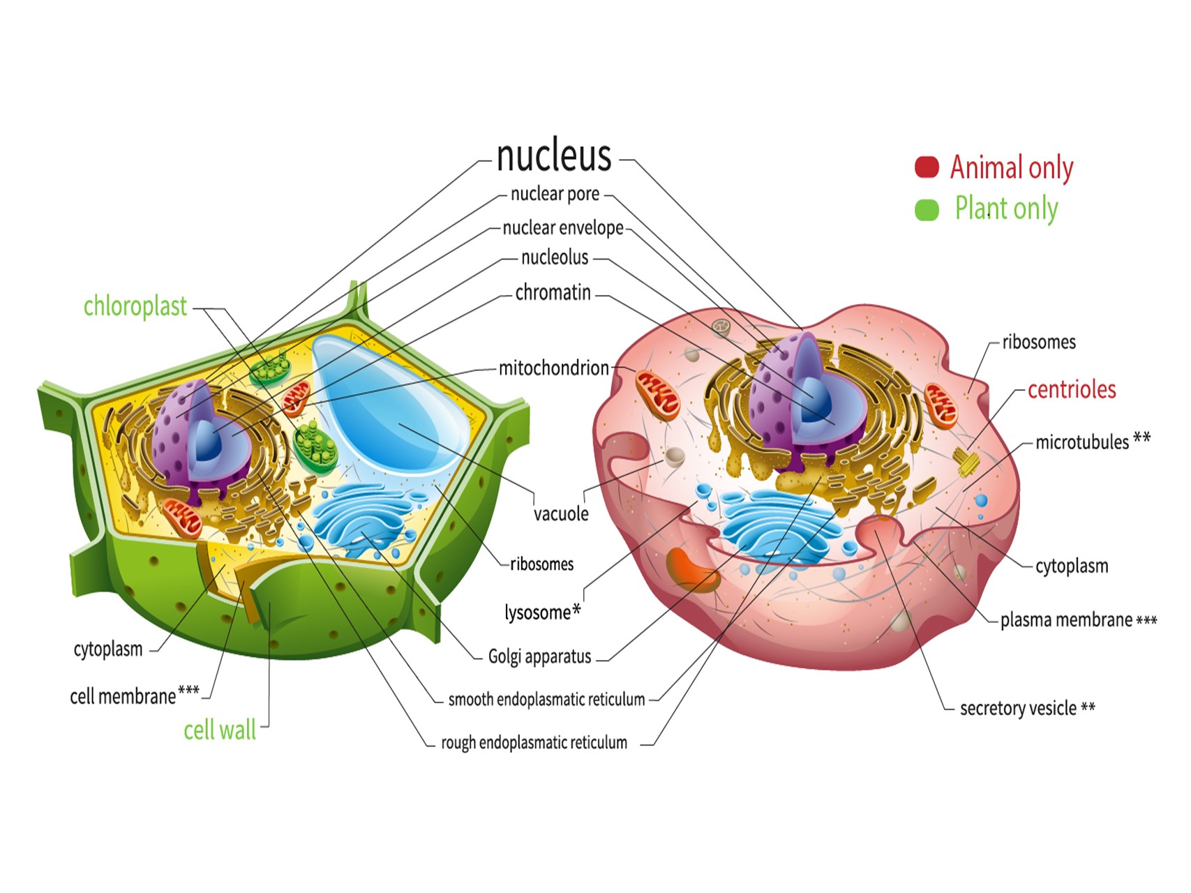How do Plants and Animals Compare? - Little to Great Scientists