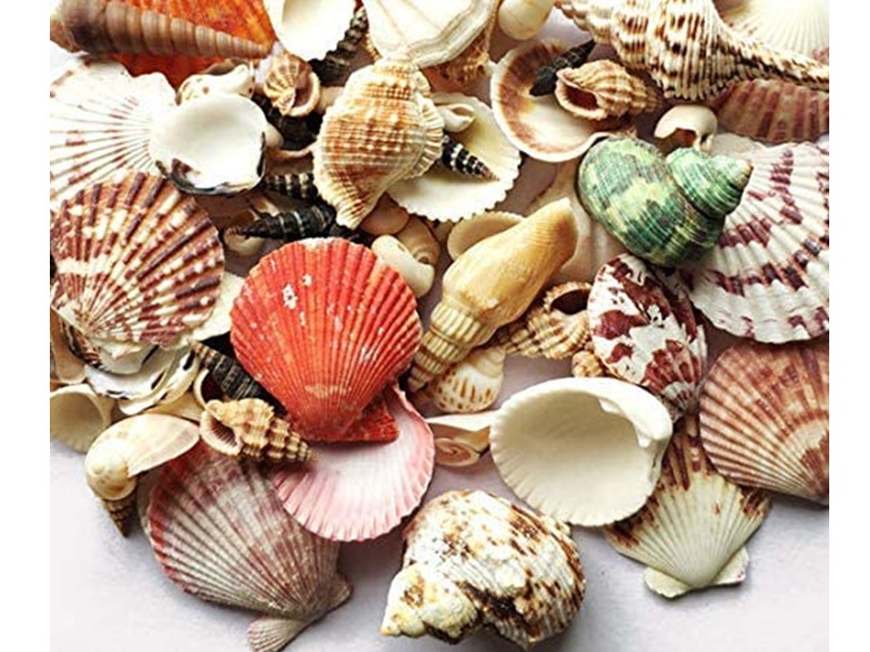 Make Your Own Shell Collection - Little to Great Scientists