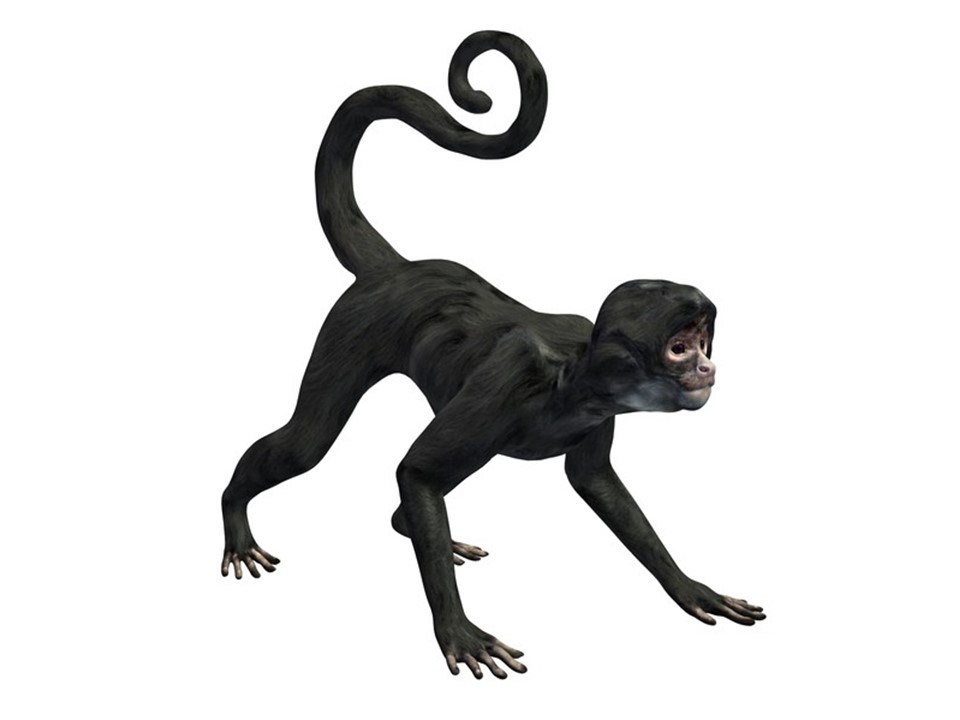 What are Adaptations of Appendages? - Little to Great Scientists