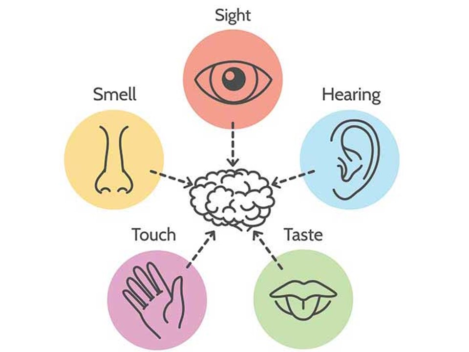 What are Our Five Senses? - Little to Great Scientists