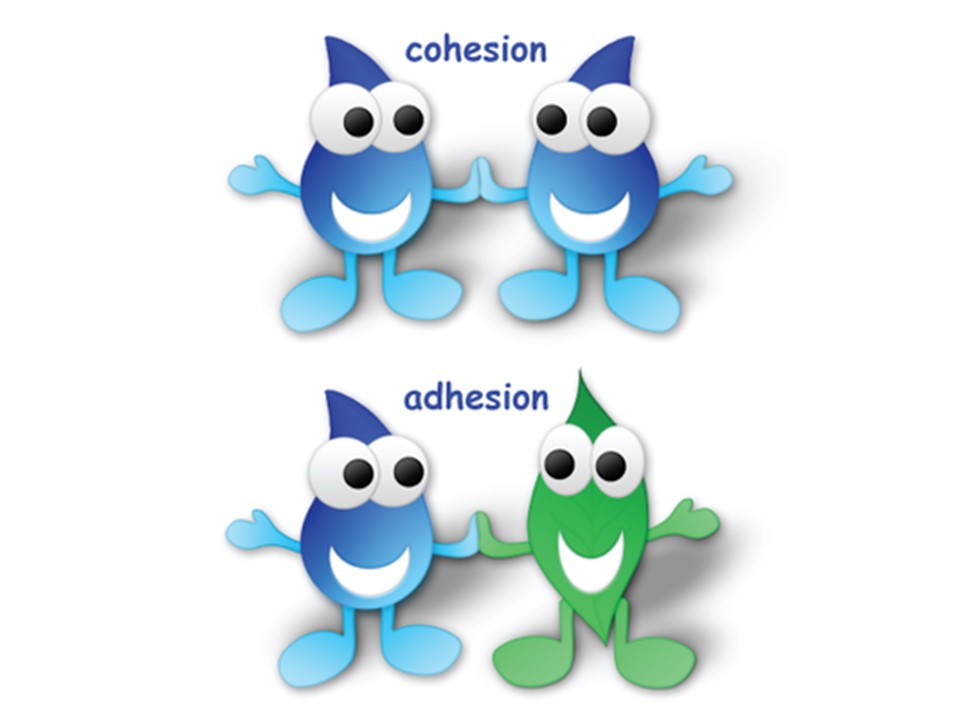 What is Adhesion and Cohesion? - Little to Great Scientists