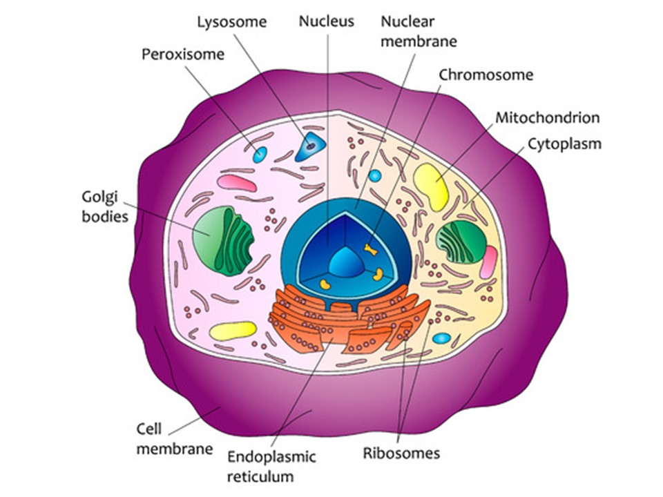 What is DNA, Cells, & Heredity? - Little to Great Scientists
