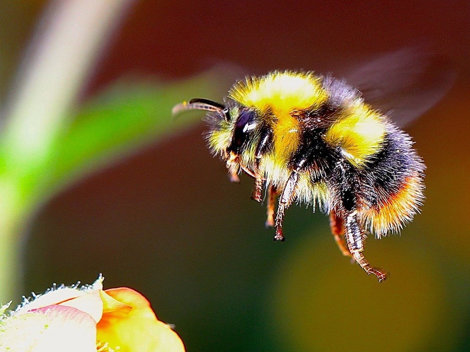 What is the Life of a Buzzing Bee? - Little to Great Scientists