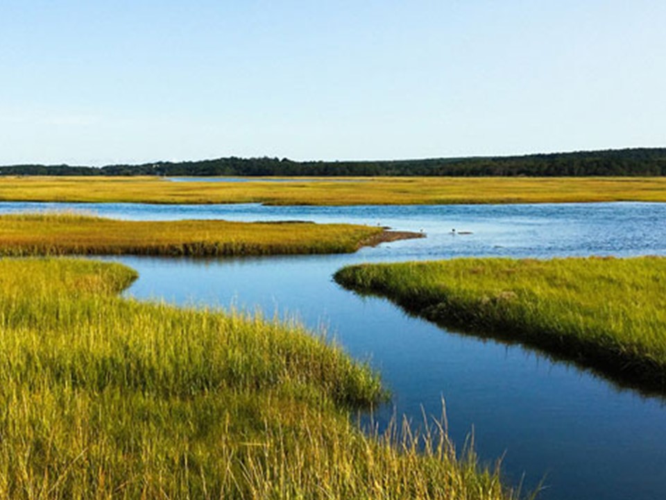 What is the Salt Marsh? - Little to Great Scientists