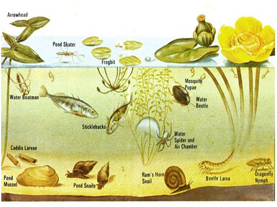 What Lives at a Pond? - Little to Great Scientists